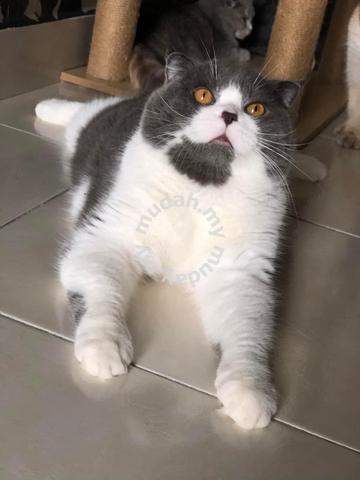 Mating BSH Bicolour - Pets for sale in Puncak Alam, Selangor