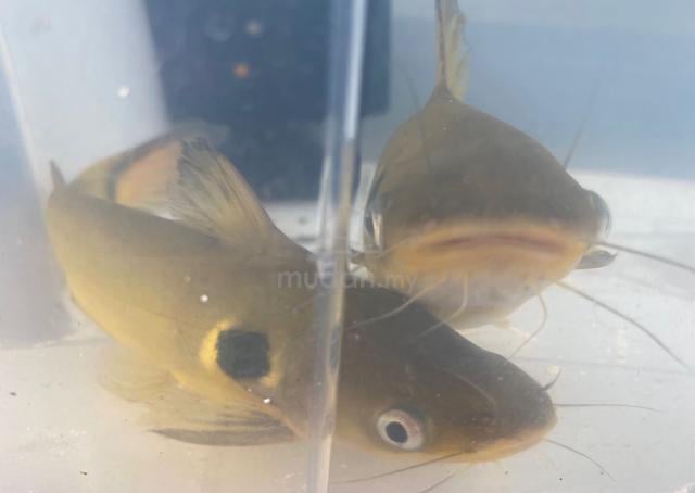 Ikan Sun Eclipse Catfish - Pets for sale in Bangsar South, Kuala Lumpur