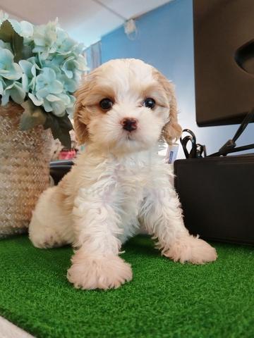 Cavatese Puppies - Pets for sale in Lawas, Sarawak