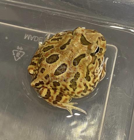 Chocolate Peppermint Pacman Frog - Pets for sale in Kota Damansara ...