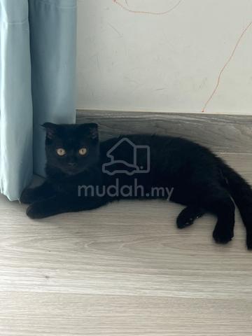 kucing mix breed - Pets for sale in Cheras, Kuala Lumpur