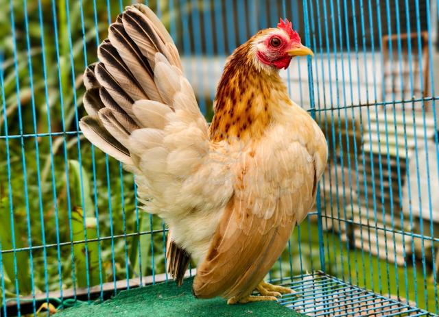 ayam serama - Pets for sale in Klang, Selangor
