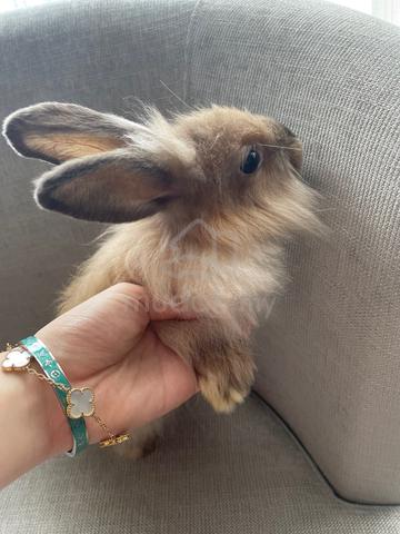 Rabbit angora mix lion head - Pets for sale in Mont Kiara, Kuala Lumpur