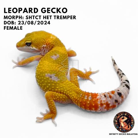 Leopard Gecko Malaysia SHTCT het Tremper Albino - Pets for sale in ...