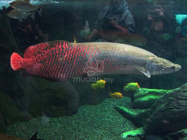 Arapaima gigas 9.5inch - Pets for sale in Kuchai Lama, Kuala Lumpur