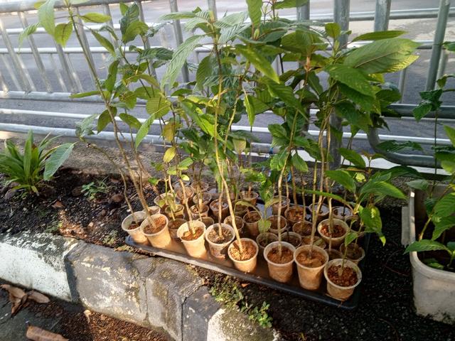 Pokok Herba Daun Urat Merah - Garden Items for sale in Seberang Jaya ...