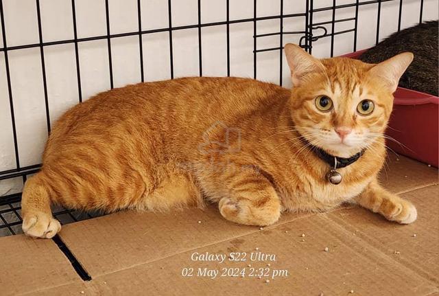 Juno- fat orange tabby boy-free-Penang - Pets for sale in Others, Penang