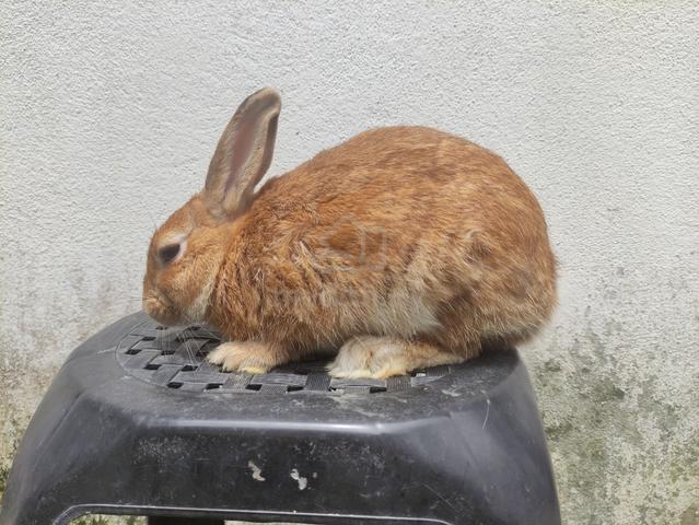 Arnab Rabbit Mix Jantan Dewasa Oren - Pets for sale in Tapah, Perak