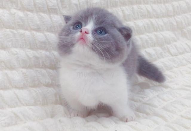 Munchkin Kitten Bsh British Shorthair cat - Pets for sale in Johor ...