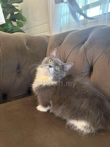 bsh munchkin long hair - Pets for sale in Ampang, Selangor