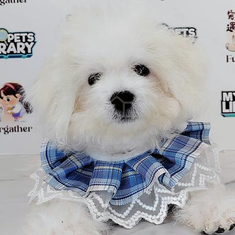Snow White Bichon Frise Puppy Dog Pet *yw382 - Pets for sale in Puchong ...