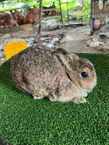 Arnab Rabbit Netherland Dwarf - Pets for sale in Telok Panglima Garang ...