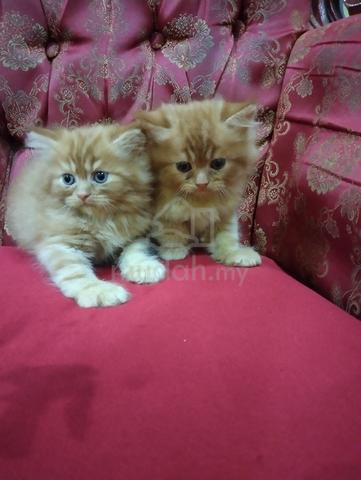 anak kucing semi flact face parsi - Pets for sale in Nilai, Negeri Sembilan