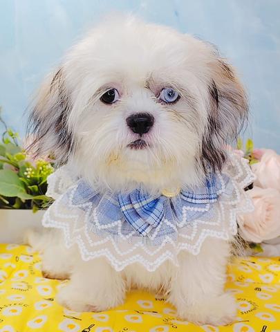 Gorgeous Cute Shih Tzu Puppu Dog Pet *yu.03920 - Pets for sale in ...