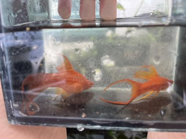 Giant Shark Fin Double Sword Tail - Pets for sale in Kajang, Selangor