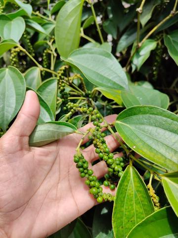 Pokok lada hitam - Garden Items for sale in Tumpat, Kelantan