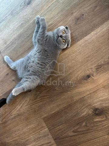 BSH blue male - Pets for sale in Setapak, Kuala Lumpur