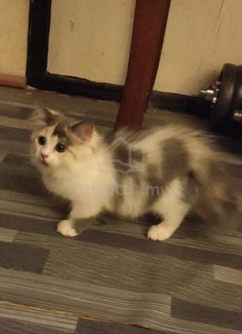 Standard Munchkin female calico 3month - Pets for sale in Kuala ...