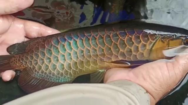 arowana mgbb crossback 12 inch-wholesale price - Pets for sale in Cheras, Selangor