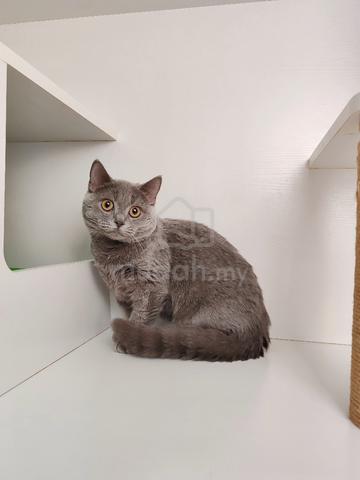 British shorthair/BSH blue 英短蓝猫 - Pets for sale in Semenyih, Selangor