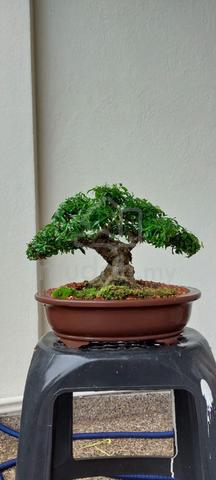 Bonsai Sui Mei / Jeliti (small leave) - Garden Items for sale in Kota ...