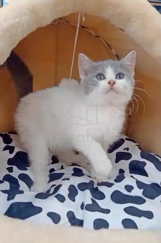 BSH British Shorthair Bicolor - Pets for sale in Putrajaya, Putrajaya