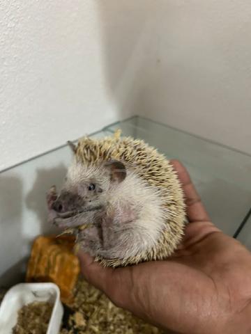 landak mini jantan - Pets for sale in Balik Pulau, Penang