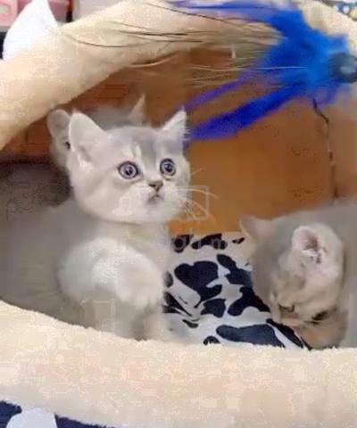 BSH British Shorthair Golden Blue kitten - Pets for sale in Putrajaya ...