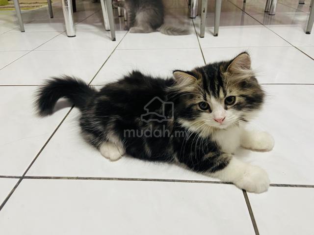 BSH Mix Persian Kitten to Rehome - Pets for sale in Rawang, Selangor