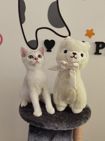 BSH Silver Shaded - Pets for sale in Johor Bahru, Johor