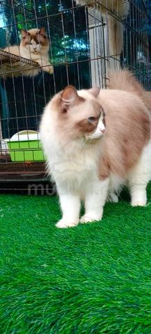 Kucing ragdoll kitten cat ragdoll - Pets for sale in Sepang, Selangor