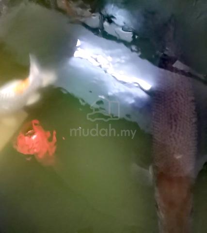 Giant dragon fish ~ 2 feet long - Pets for sale in Ipoh, Perak