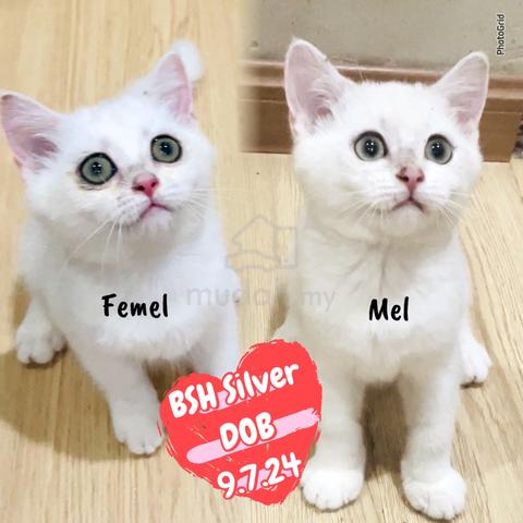 Silver BSH kitten male female - Pets for sale in Chemor, Perak