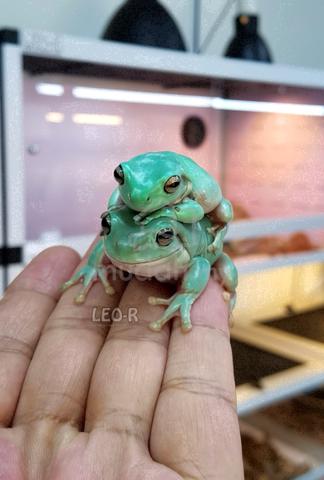 Blue White Tree Frog / Katak - Pets for sale in Ayer Itam, Penang