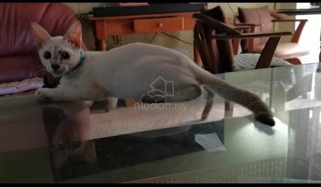 Kucing Siam KS007 - Pets for sale in Juru, Penang