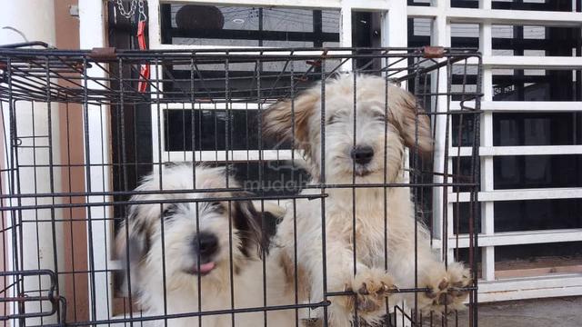 tsi tsu mix terrier - Pets for sale in Kota Kinabalu, Sabah