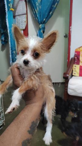 poodle mix mini pinscher - Pets for sale in Bukit Tengah, Penang