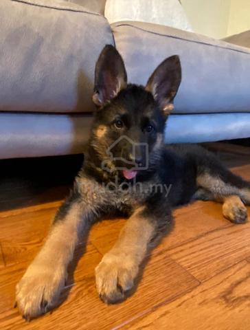 Big Big German Shepherd GSD*UA977 - Pets for sale in Puchong, Selangor