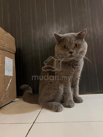 BSH Blue Pure For Rehome - Clear Cage - Pets for sale in Cyberjaya ...