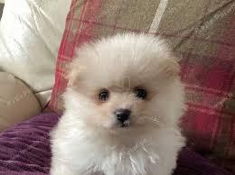 Y177 trained pomeranian puppy dog - Pets for sale in Puchong, Kuala Lumpur