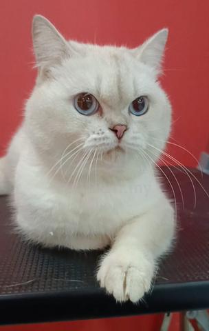 BSH Silver Pointed - Pets for sale in Kota Damansara, Selangor