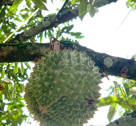 Agricultural Land for Sale, 8 Acre(s), Kulim, Kedah 113134250 | Mudah.my