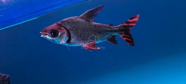 flagtail FEI Fong fish - Pets for sale in Gopeng, Perak