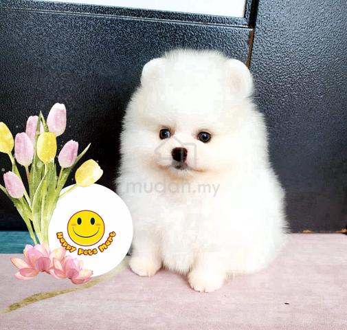 Very cute Tiny size Pomeranian double coated - Pets for sale in Seri ...