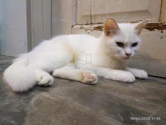 female BSH odd eye - Pets for sale in Chemor, Perak