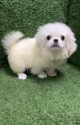 Pure Breed Pekingese Puppies (Male) OFFER - Pets for sale in Shah Alam ...