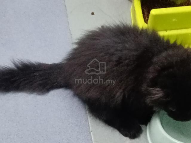 anak kucing 5bln++ - Pets for sale in Georgetown, Penang
