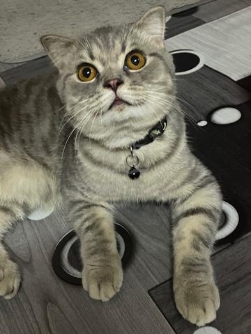tabby bsh cat - Pets for sale in Sungai Pinang, Penang