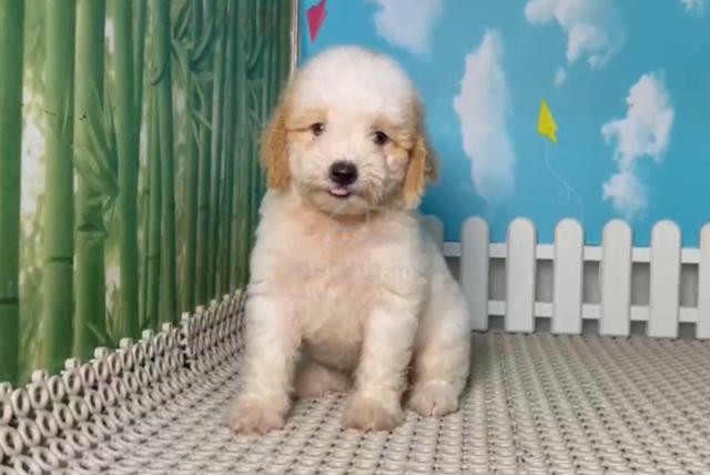 Toy Poodle Cream color female - Pets for sale in Wangsa Maju, Kuala Lumpur