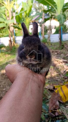 Arnab ND Netherland Dwarf Rabbit - Pets for sale in Simpang Ampat, Penang